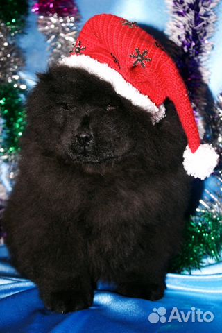 Мальчик Чау-Чау