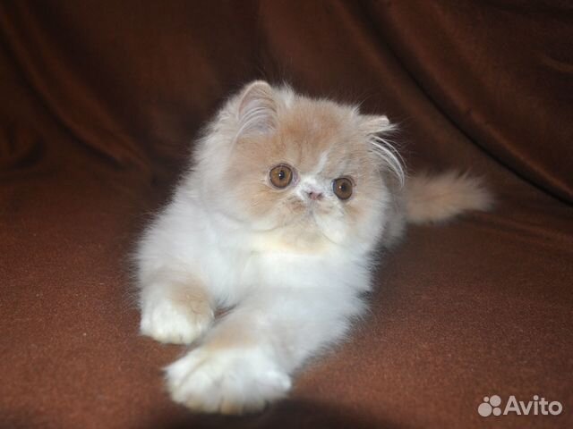 Персидский Котик кремовый с белым