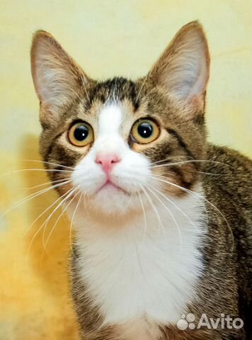 Юный котик-подросток Орион ищет свою семью