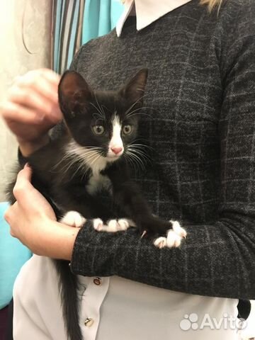 Котёнок 2 месяца