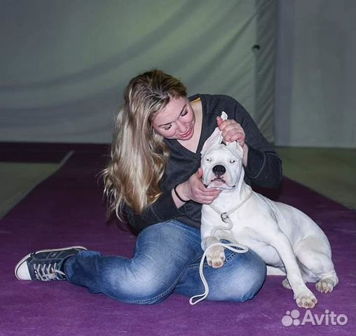 Аргентинский дог сука щенок 8 месяцев