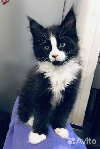 Харизматичная куночка - чёрный солид с белым