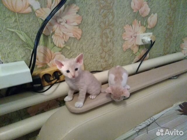 Сфинкс помесь