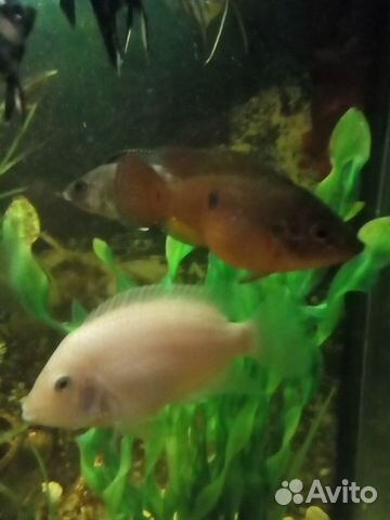 Рыбки цихлиды