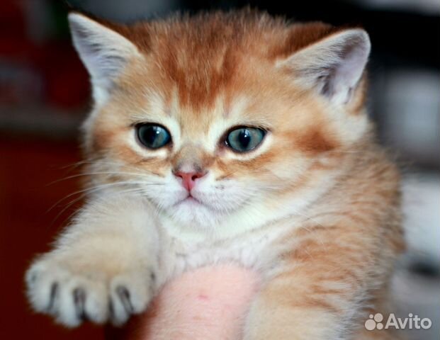 Британский шикарный мальчик с роскошным золотом