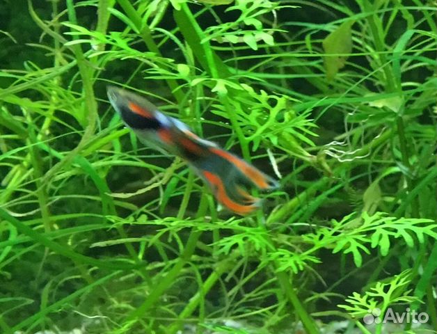 Гуппи Эндлера