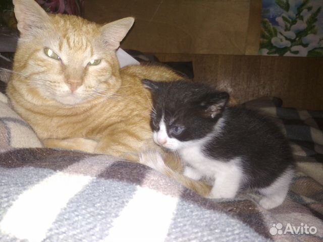 Милые котята хорошим людям