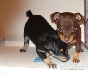 Девочка Тойка