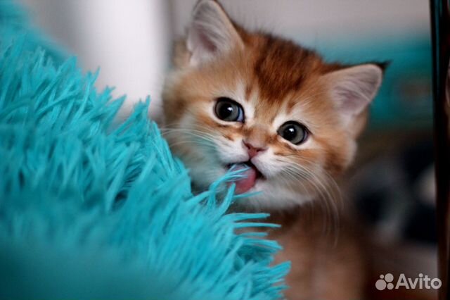 Эксклюзивный яркий золотой шиншилловый мальчик