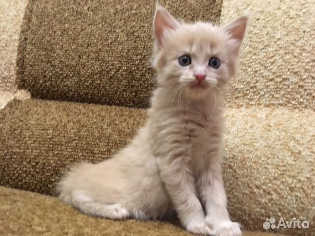 Мама Мейн кун, Папа Британец