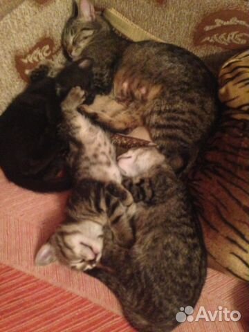 Котята очень смышленые