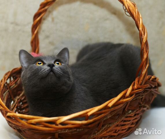 Русская голубая кошка или близкий метис