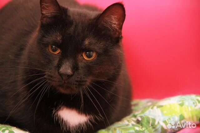 Шикарный большой бархатный кот