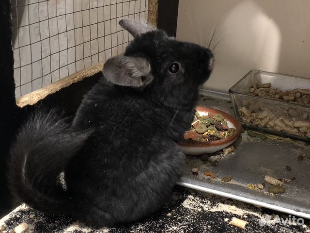 Шиншиллы-бархат, темный Эбони. Девочки