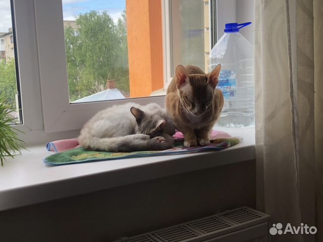 Отдам кота в добрые руки