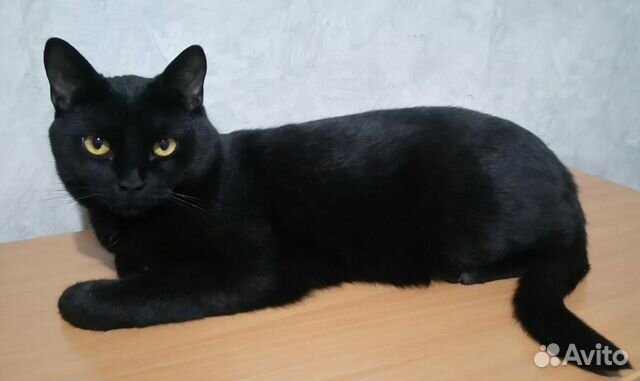 Кот черный