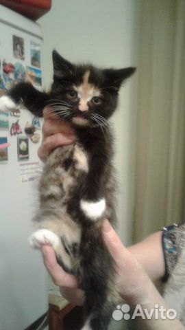 Черная кошечка от хорошей мамы