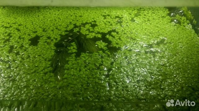 Ряска, роголистник, элодея (обмен)