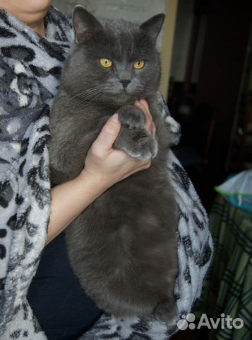 Кот из приюта ищет дом