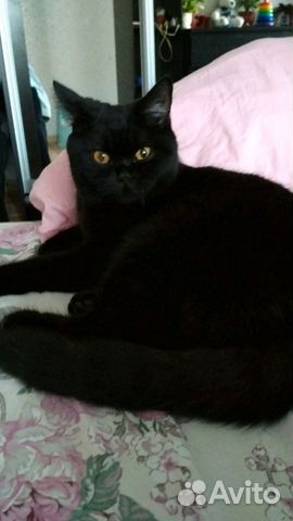 Вязка кошки
