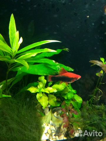 Месеносцы кубинские