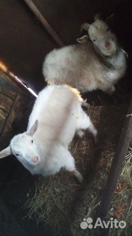 Зааненские козлик,козочка