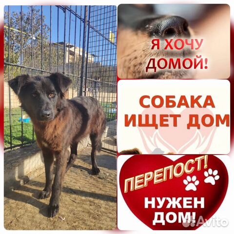 Собака в добрые руки