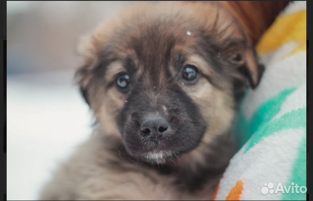 Летти щенок в дар