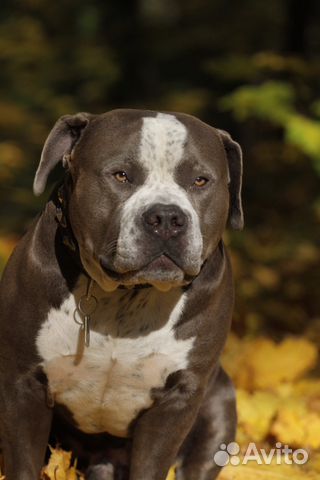 Американский булли вязка