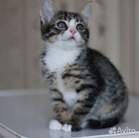 Трогательная полосатая девочка Нюша-3.5 мес в дар