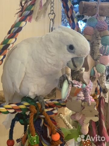 Попугай какаду