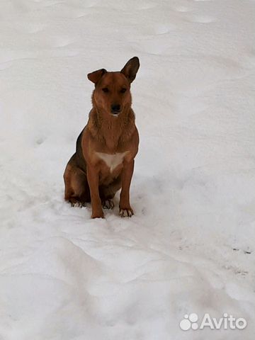 Собака, девочка, 2года