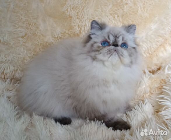 Хорошенький синеглазый мальчик