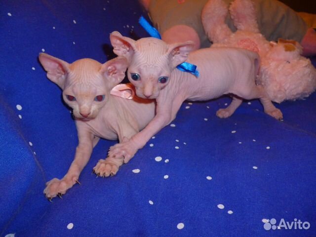 Котята Сфинксы