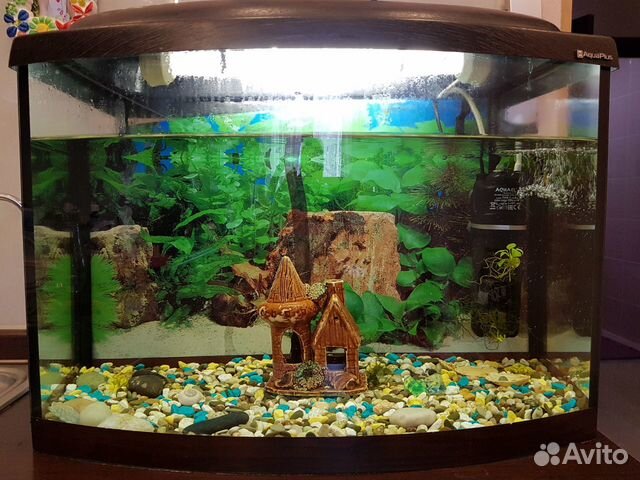 Аквариум AquaPlus на 50 литров