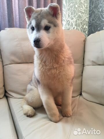 Щенки Сибирской Хаски