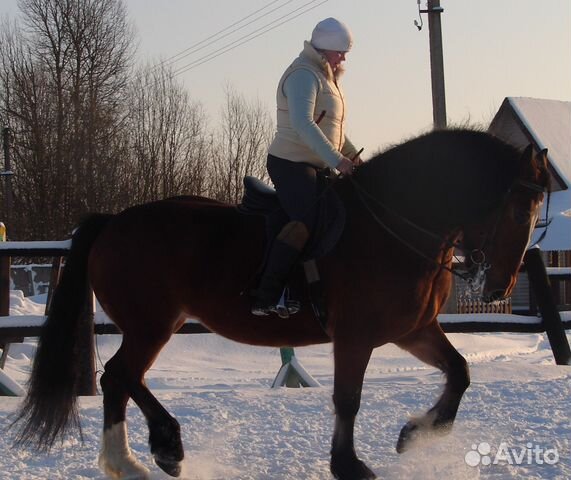 Продам шикарную владимирскую кобылу