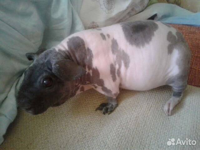 Вязка скинни