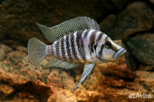 Кальвус Блек