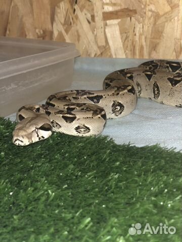 Boa constrictor. Normal 100 Het Albino (Kahl Line)