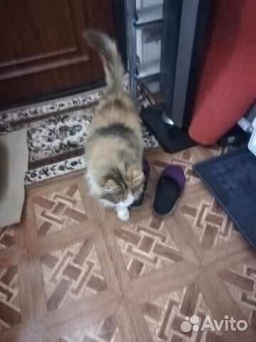 Отдам кошку в хорошие руки