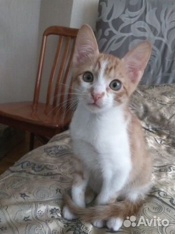 Отдам котенка от сибирской кошки (3 мес)