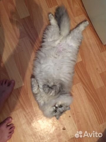 Кот жирный и пушистый