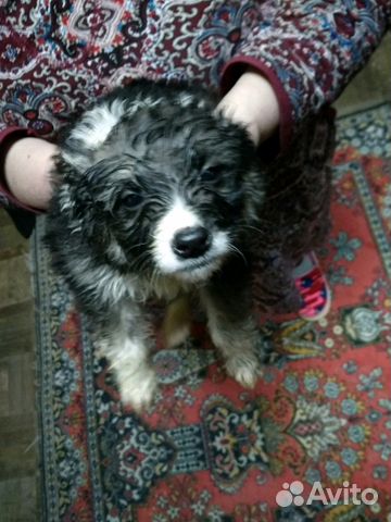 Собака в дар