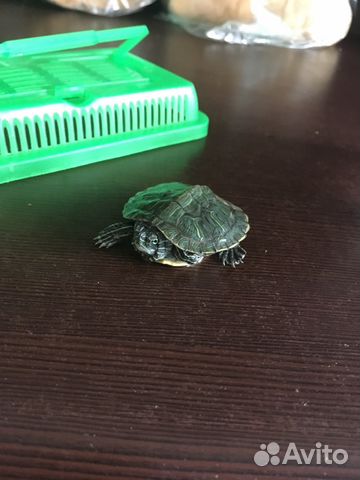 Черепаха