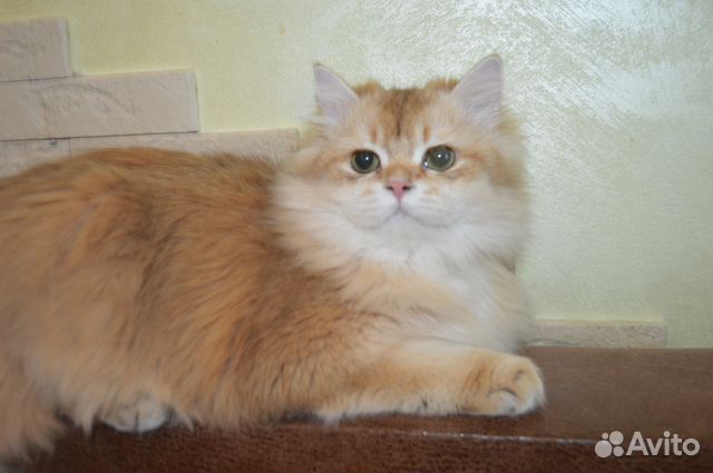 Шоколадный золотой котик