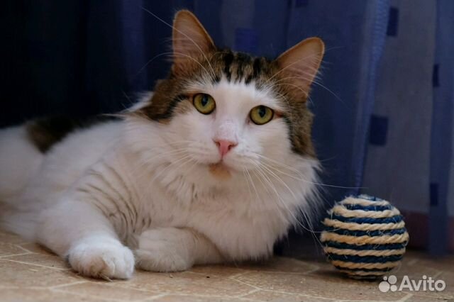 Котик Василька