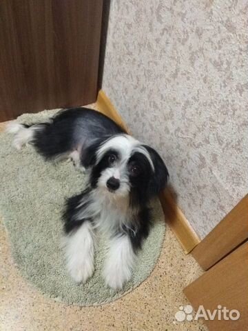 Китайская хохлатая