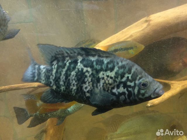 Милеусы, Шомбургка и цихлазомы