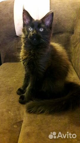 Девочка-куночка